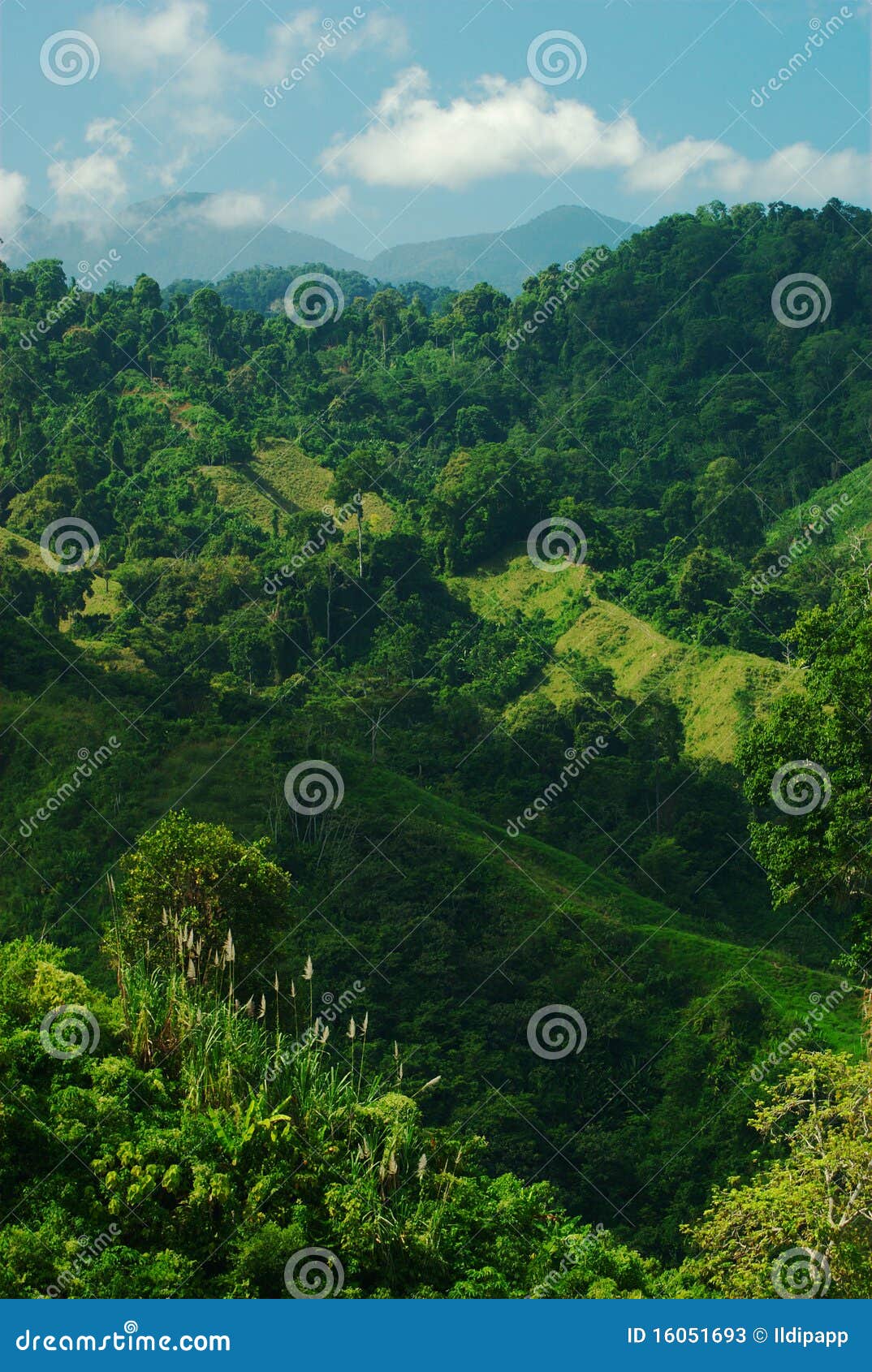 Lush Hillside in Northern Colombia Stock Image - Image of palm, scenics ...