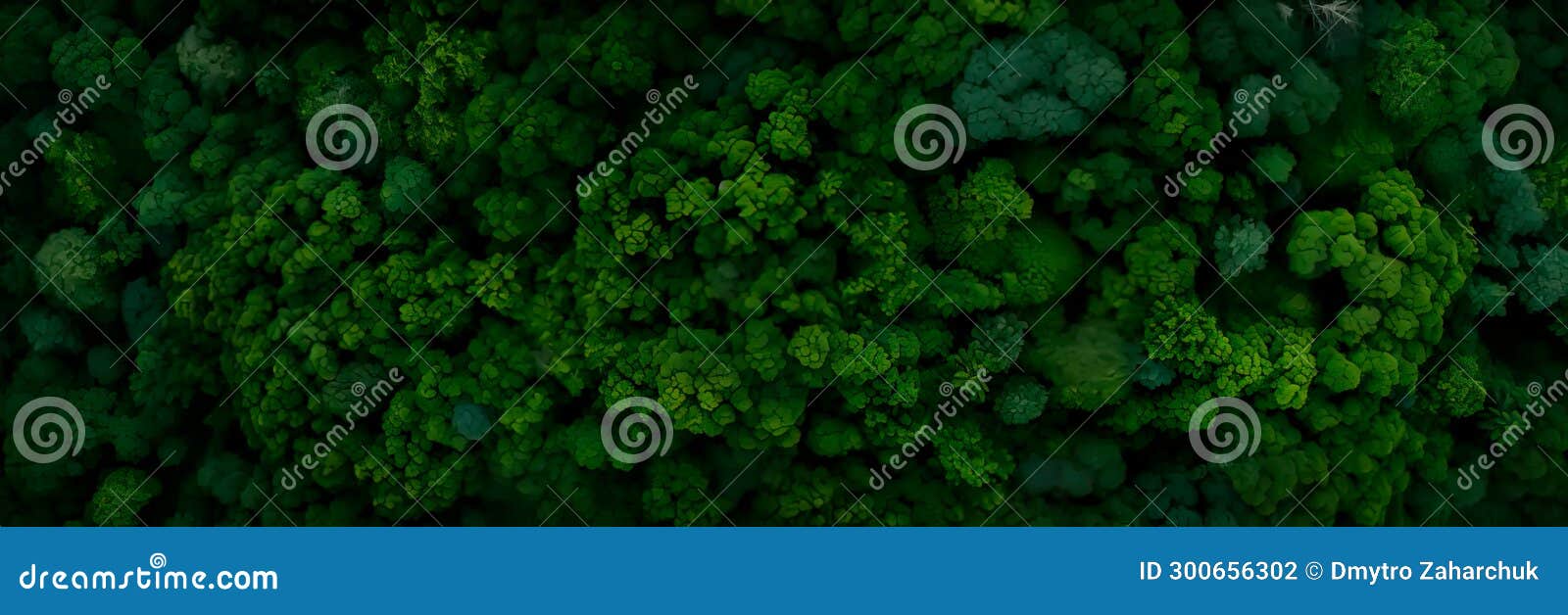 The Lush and Intricate Texture of a Forest Canopy Formed by Trees and ...