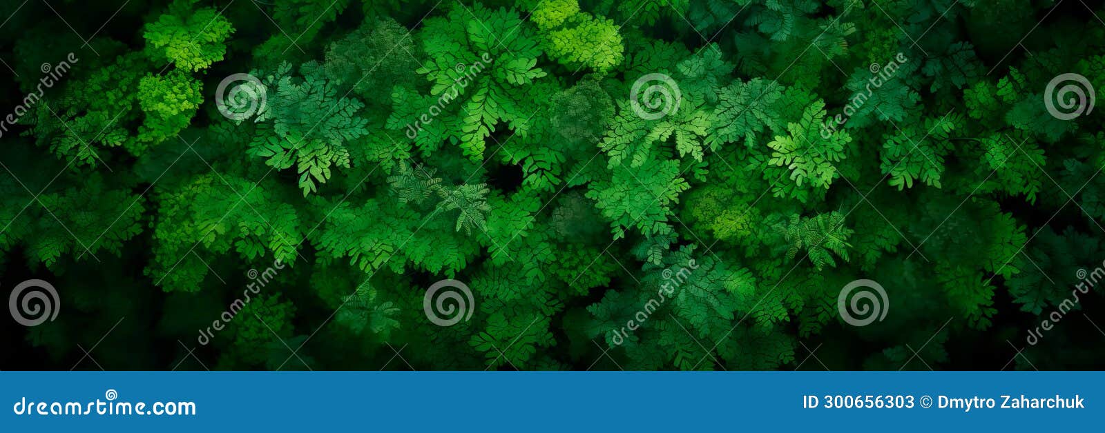 The Lush and Intricate Texture of a Forest Canopy Formed by Trees and ...