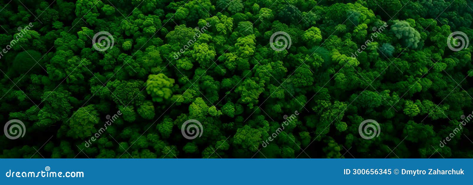 The Lush and Intricate Texture of a Forest Canopy Formed by Trees and ...