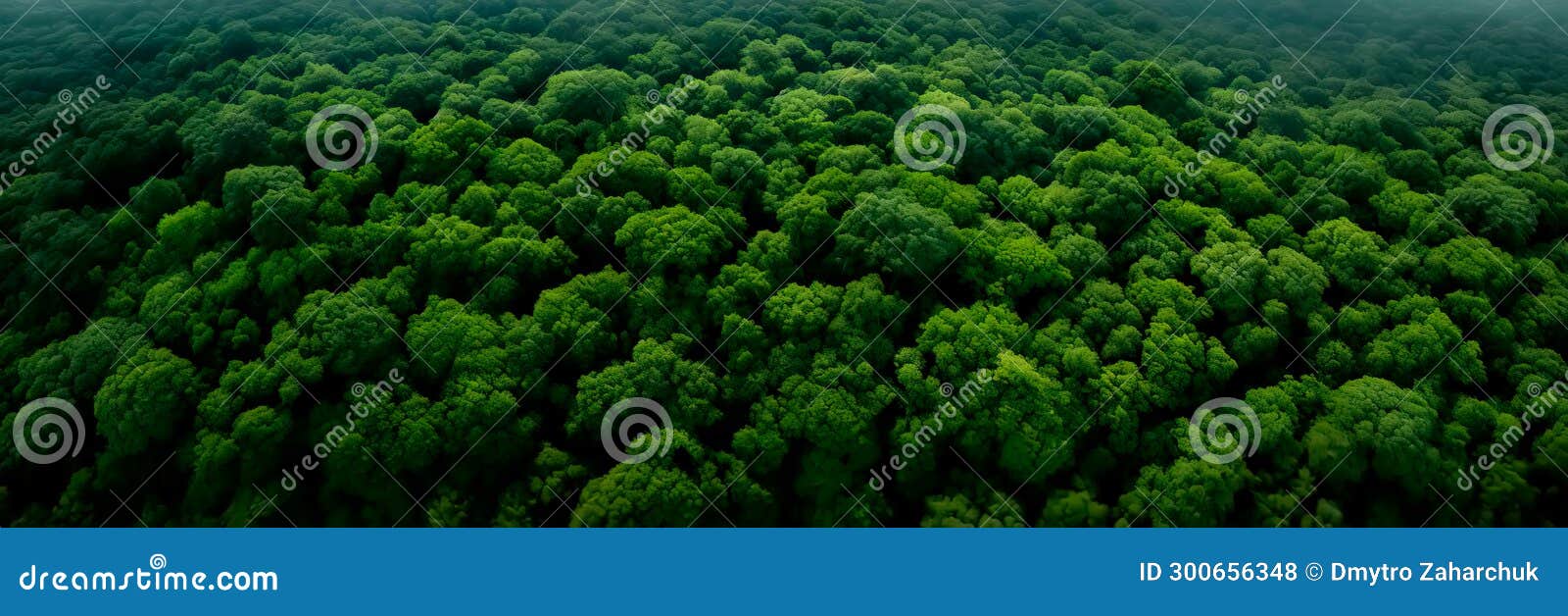 The Lush and Intricate Texture of a Forest Canopy Formed by Trees and ...