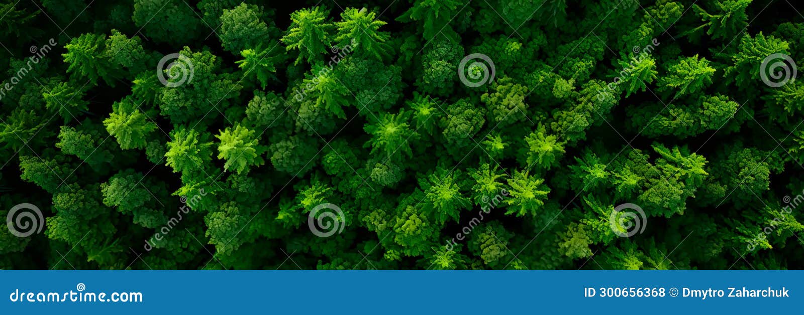 The Lush and Intricate Texture of a Forest Canopy Formed by Trees and ...