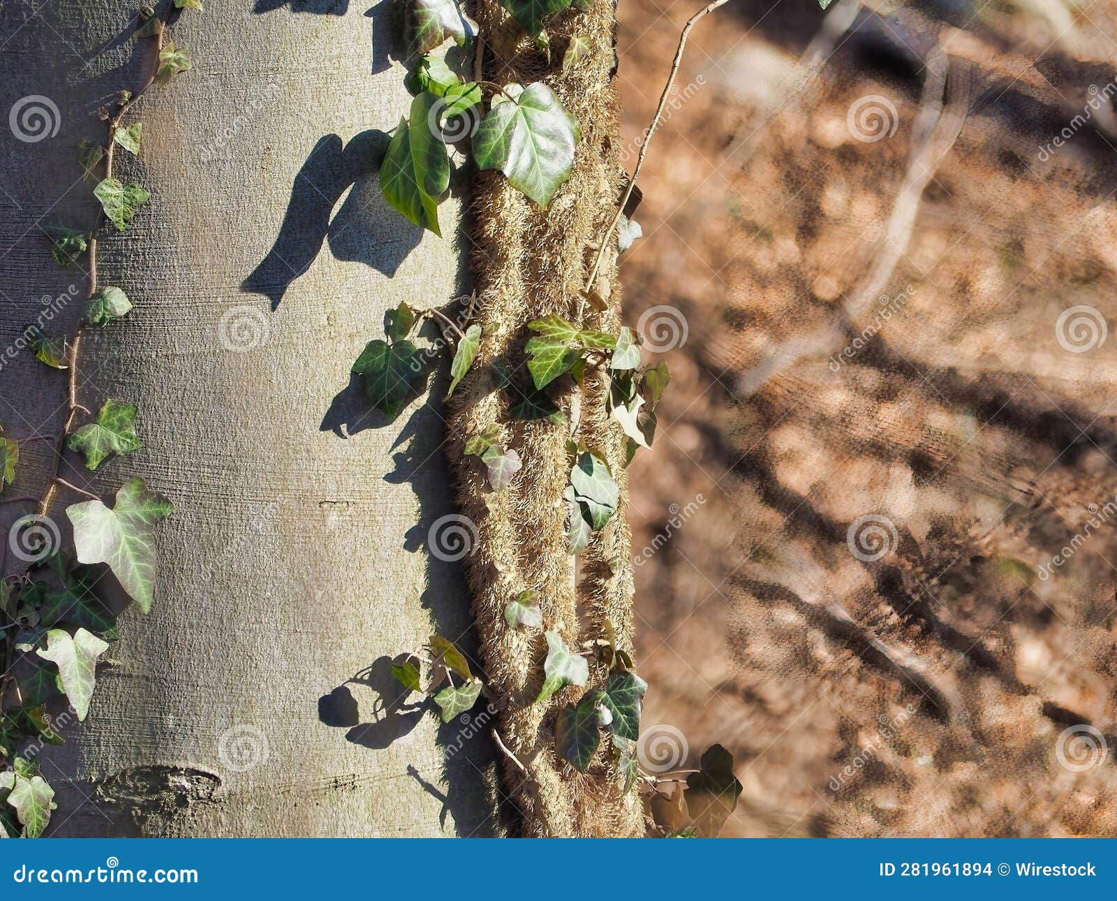 Lush Ivy Plant is Seen Enveloping the Bark of a Sturdy Tree Stock Photo ...