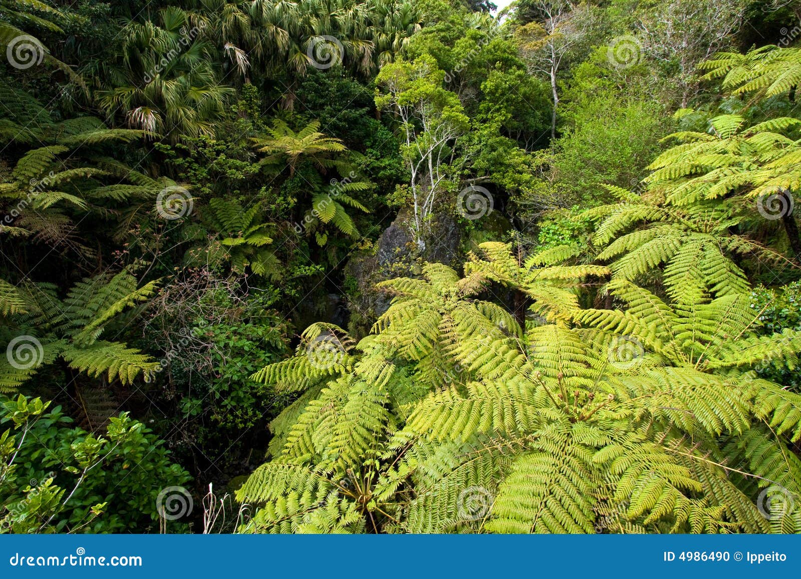 Lush Jungle Along the River Stock Photo - Image of jungle, rainforest ...