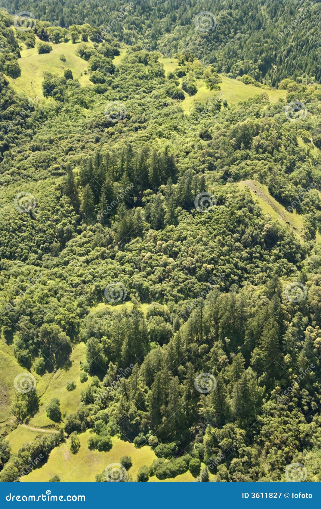 Lush landscape. stock image. Image of birds, nature, colour - 3611827