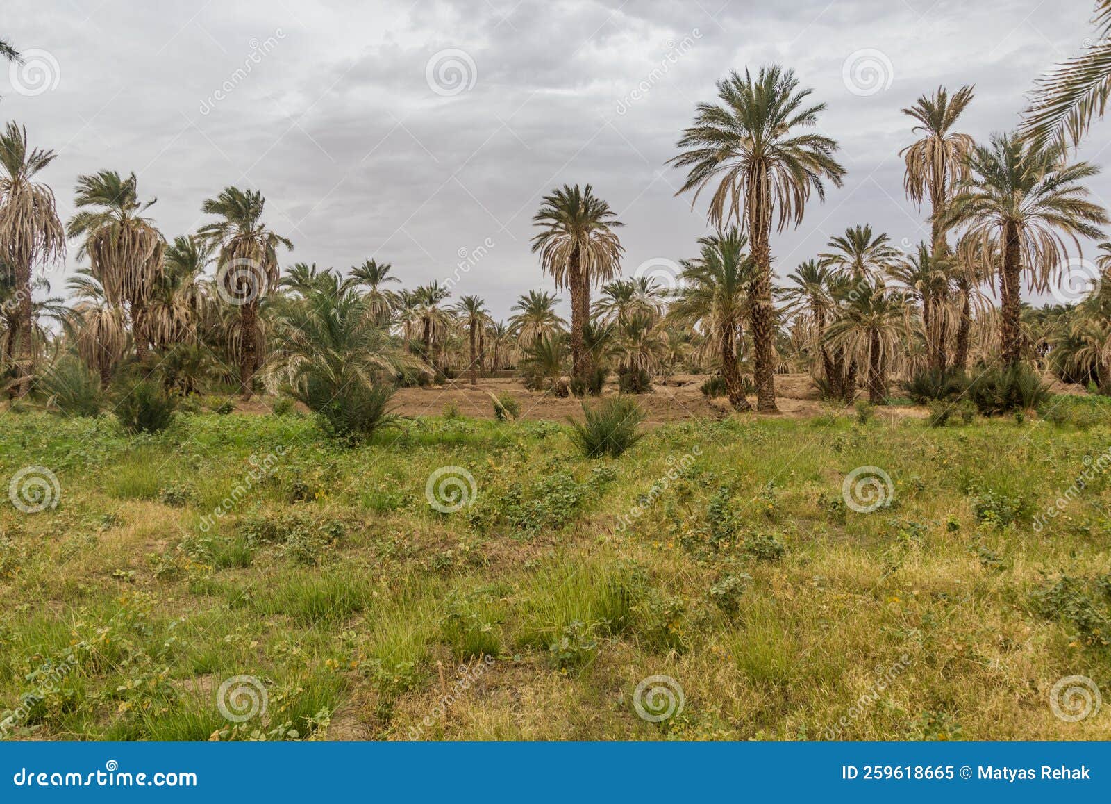 Lush Landscape by the River Nile in Sud Stock Image - Image of tree ...