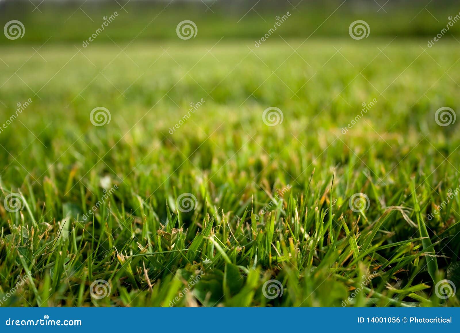 Lush lawn grass stock photo. Image of growth, lush, green - 14001056