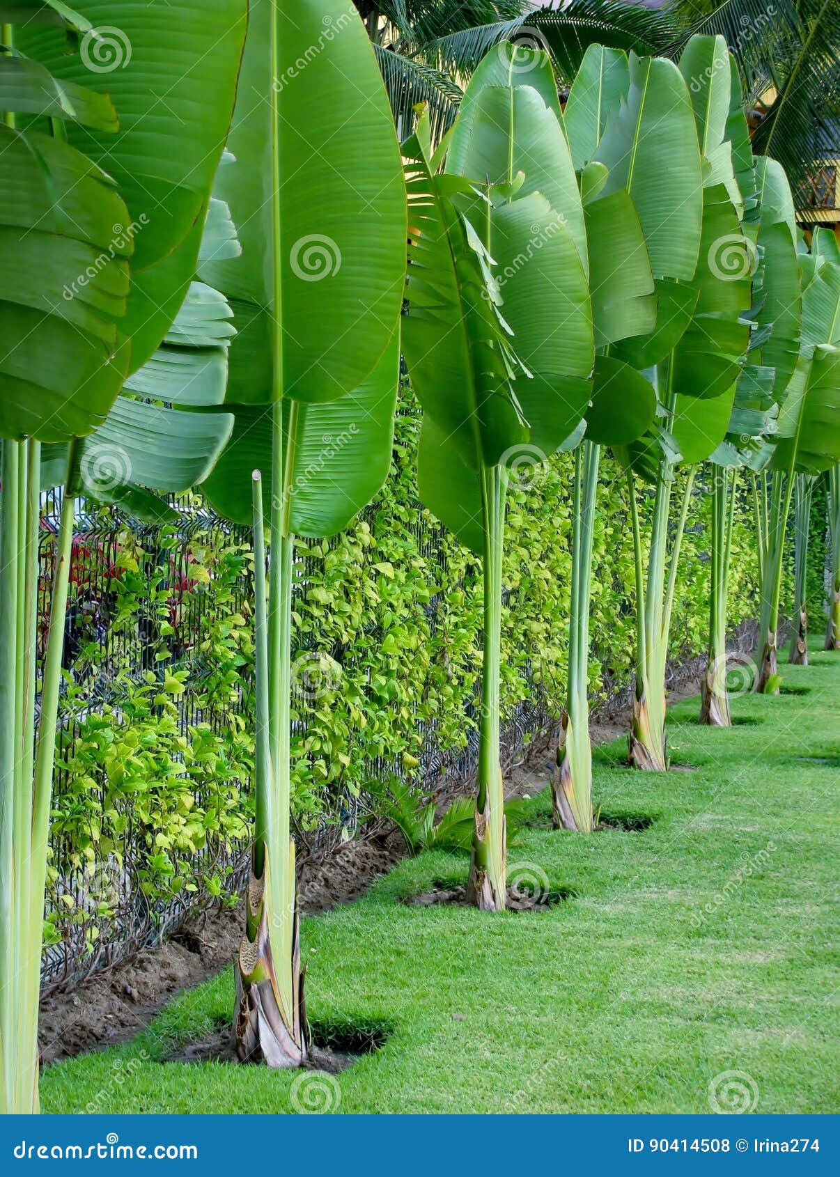 Lush Leafage of Banana Palm Plants Stock Photo - Image of mexico ...