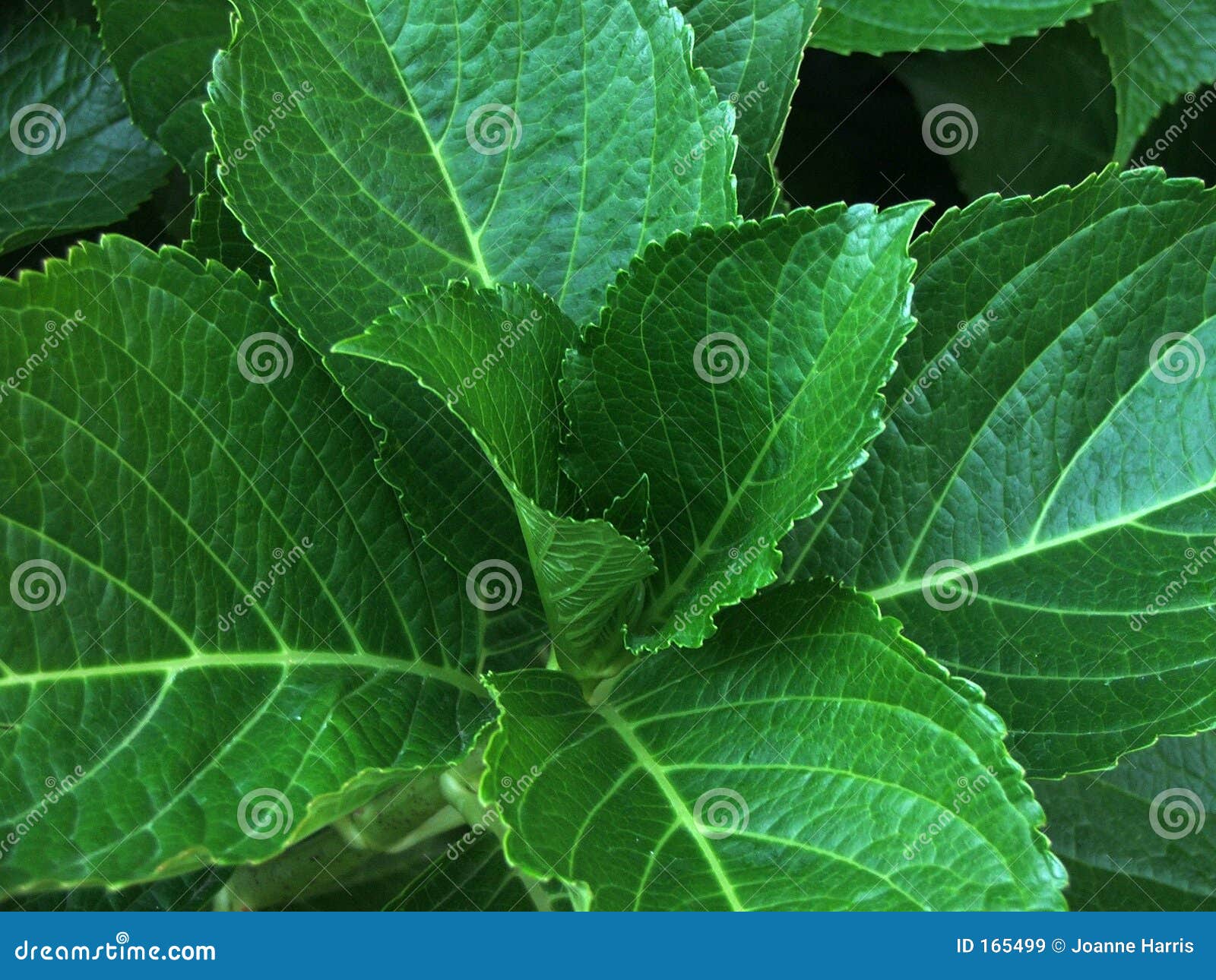Lush leaves stock image. Image of leaves, folage, foliage - 165499
