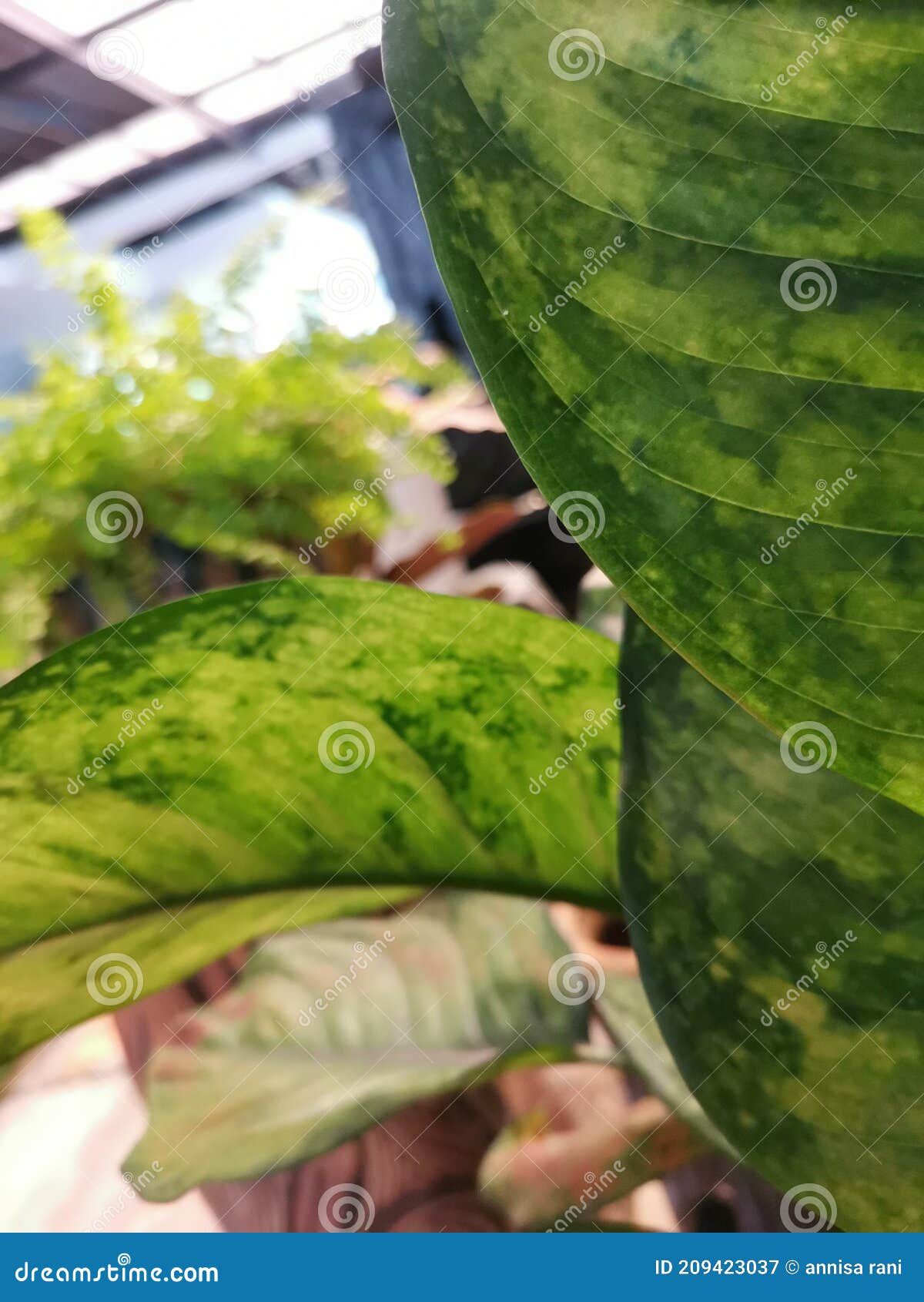 Lush leaves in the morning stock image. Image of green - 209423037