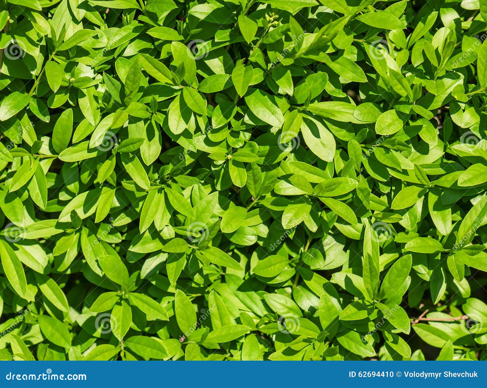 Lush leaves texture stock photo. Image of ornate, botany - 62694410