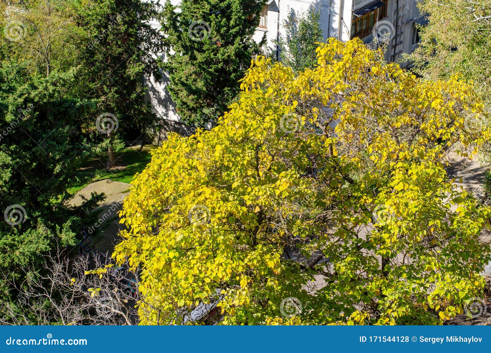 Lush Light Green Tree Crown. Green Spruce Stock Photo - Image of color ...