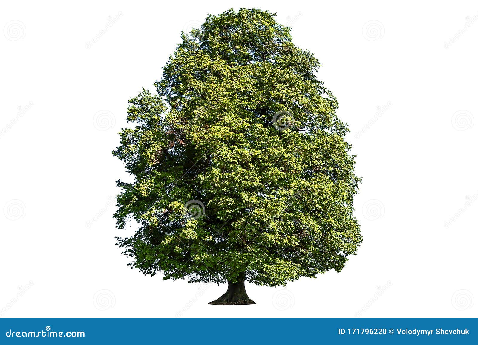 Lush linden tree on white stock photo. Image of green - 171796220