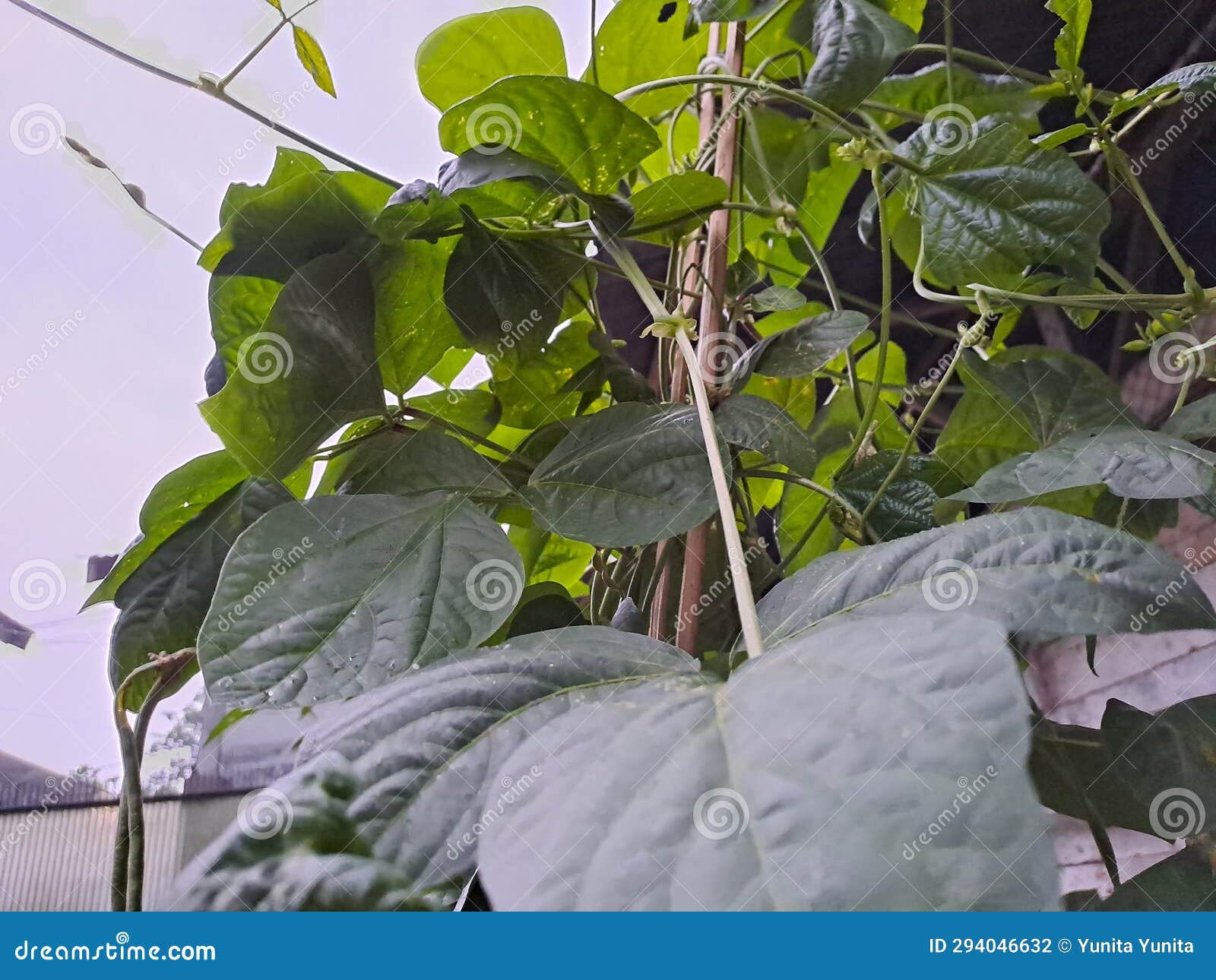 Lush long bean leaves stock photo. Image of abundance - 294046632
