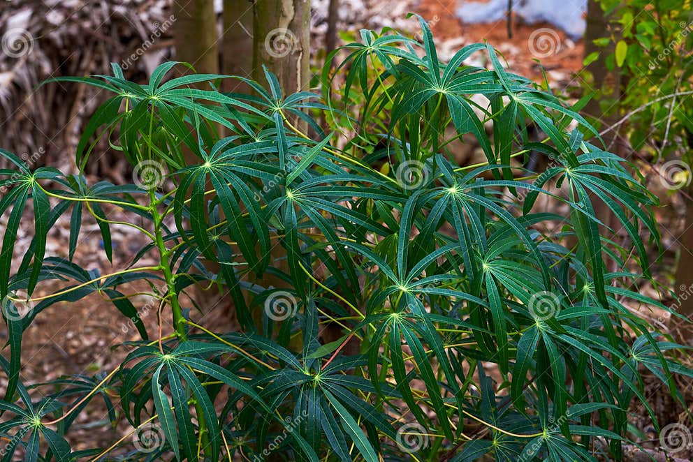 A Lush Long-leaf Shrub Plant. Stock Image - Image of garden, exuberant ...
