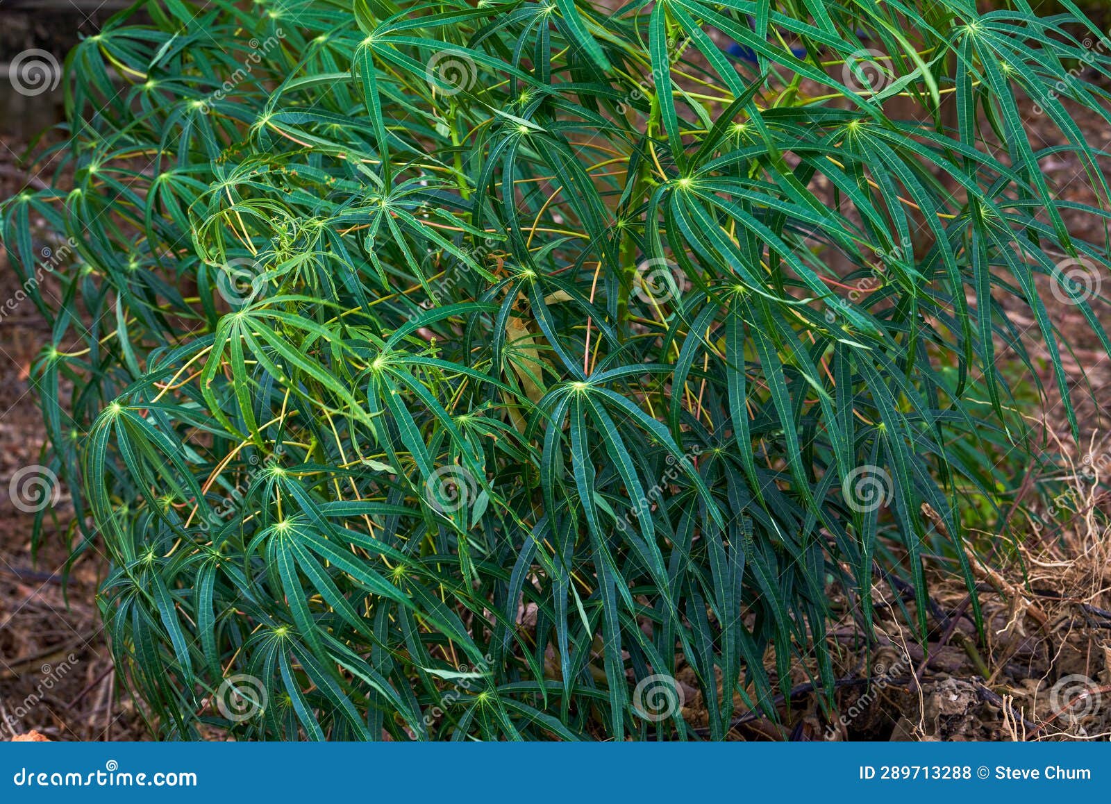 A Lush Long-leaf Shrub Plant. Stock Photo - Image of branch, anonymity ...