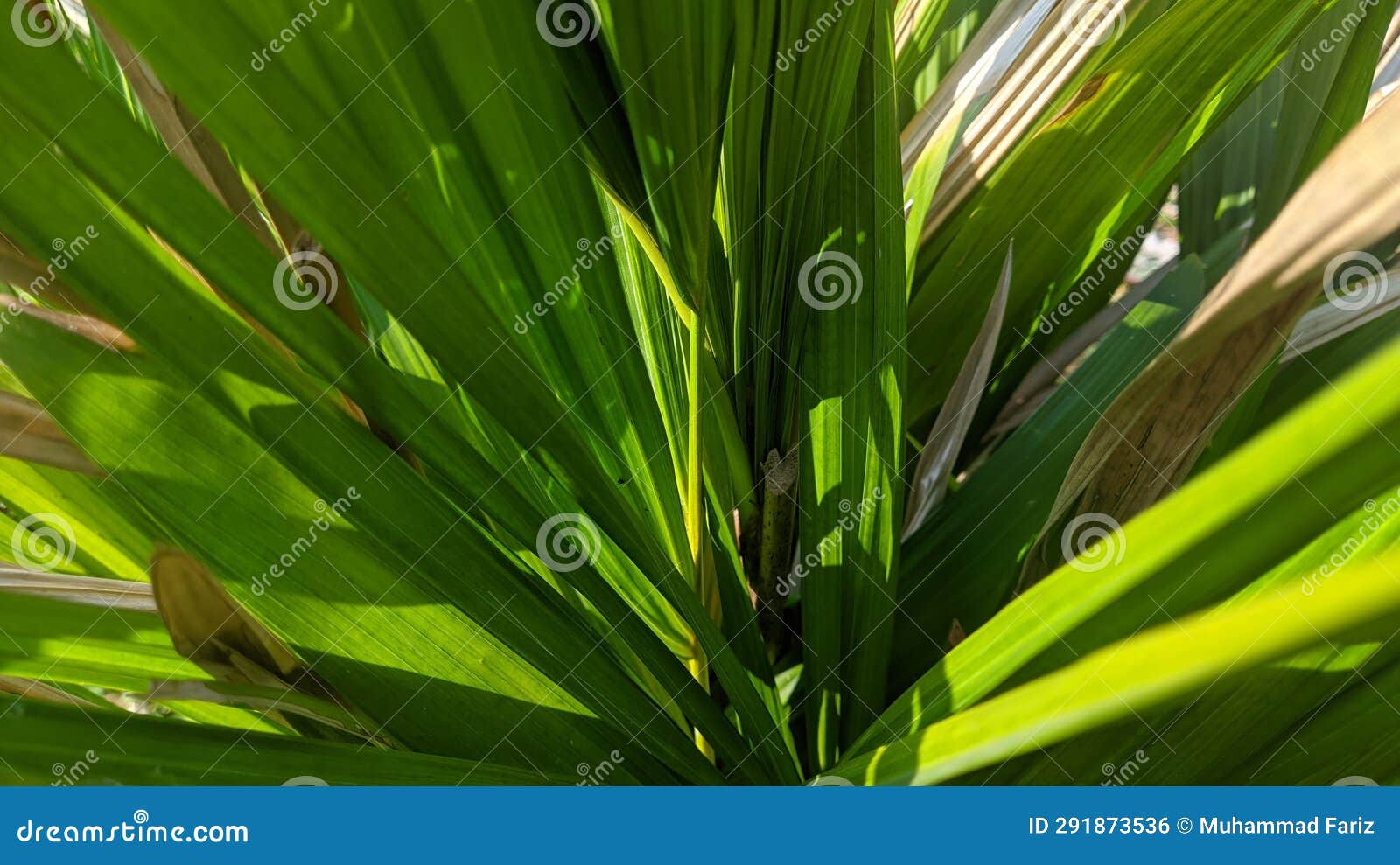 A Lush, Majestic Tree Stands Tall, Its Broad Canopy Providing Ample ...