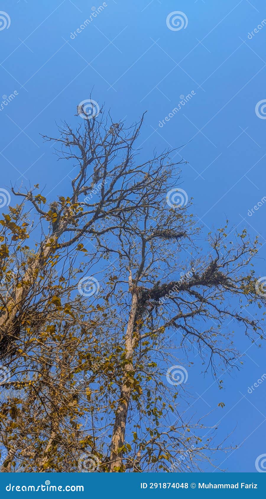 A Lush, Majestic Tree Stands Tall, Its Broad Canopy Providing Ample ...