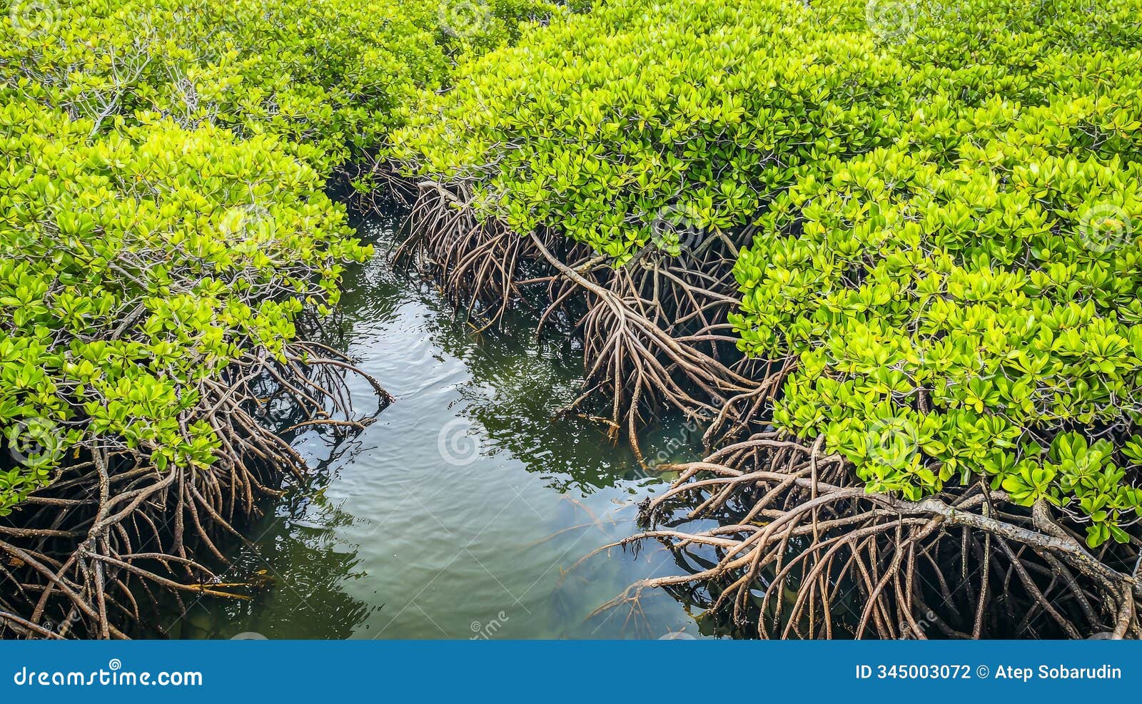 Lush Mangrove Trees with Intricate Root Systems Emerging from the Water ...