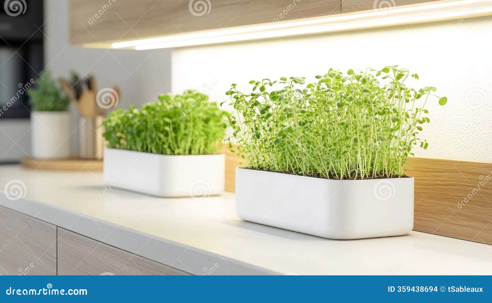 Lush Microgreens Thrive in a Sleek Hydroponic Setup on a Kitchen ...
