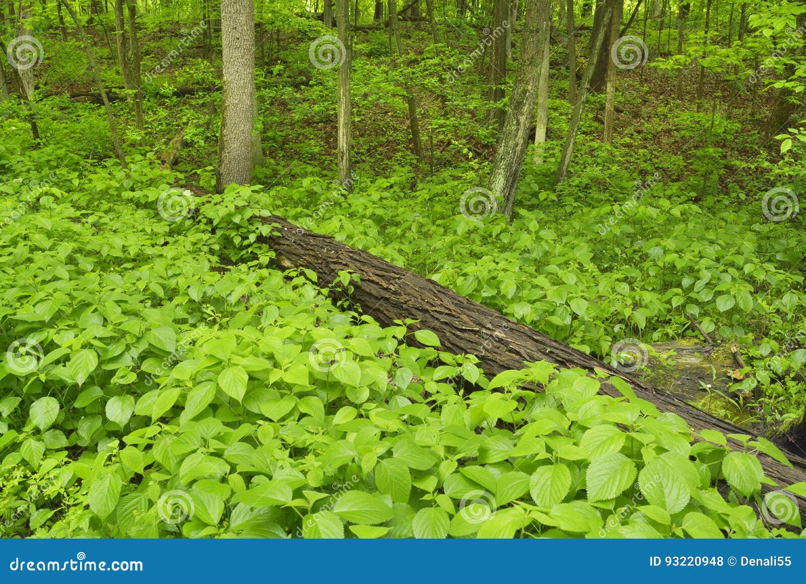 Lush Midwest Forest in Spring. Stock Photo - Image of grow, vivid: 93220948