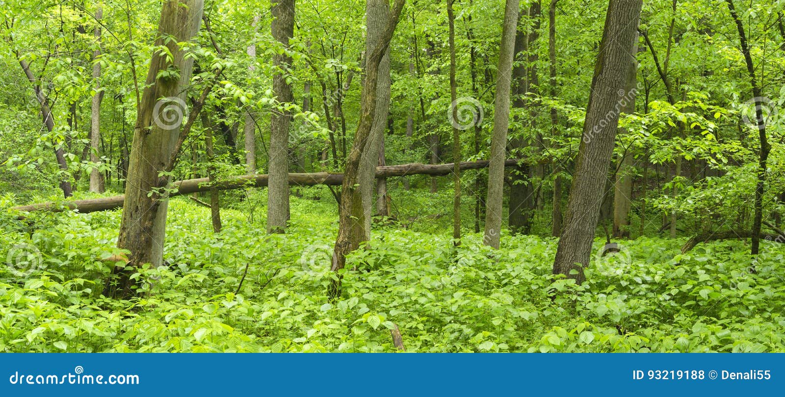 Lush Midwest Forest in Spring. Stock Photo - Image of outdoor, tree ...
