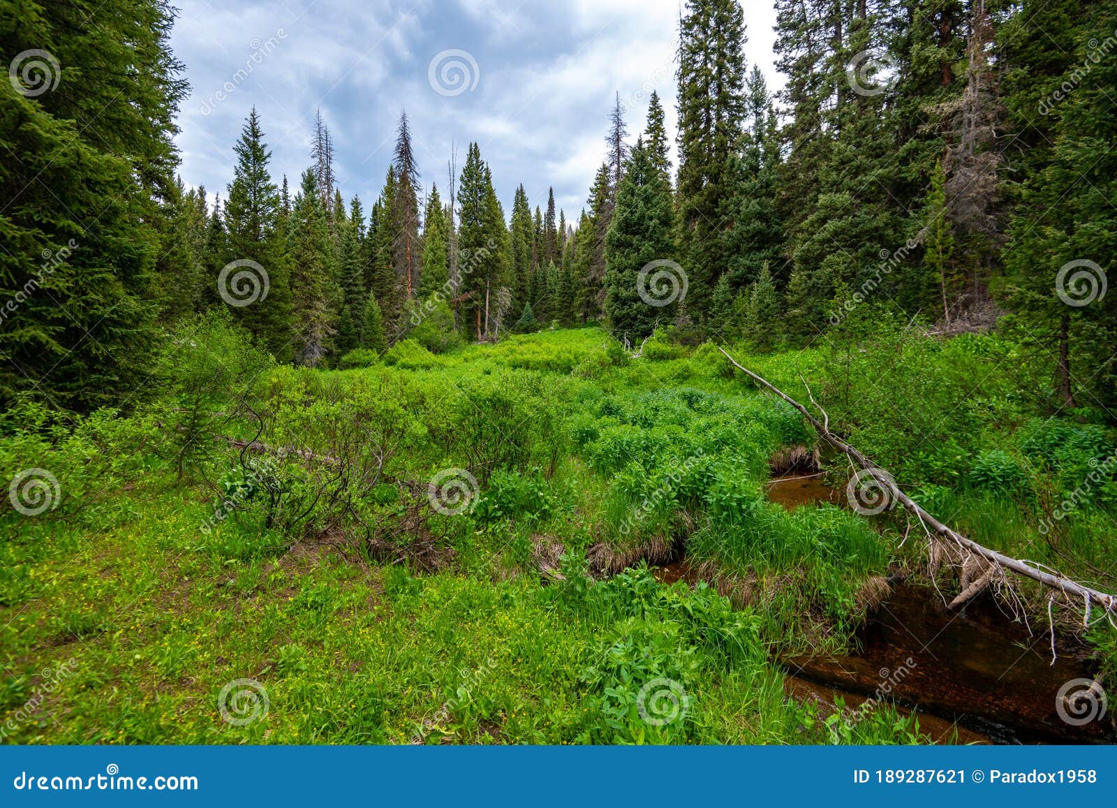 Lush Mountain Meadow and Stream in Colorado Stock Image - Image of ...