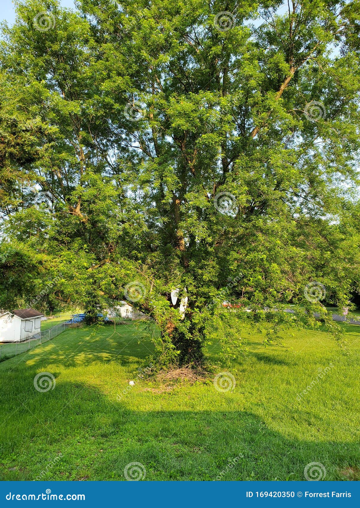 Lush Oak Tree stock photo. Image of tree, sunny, lush - 169420350