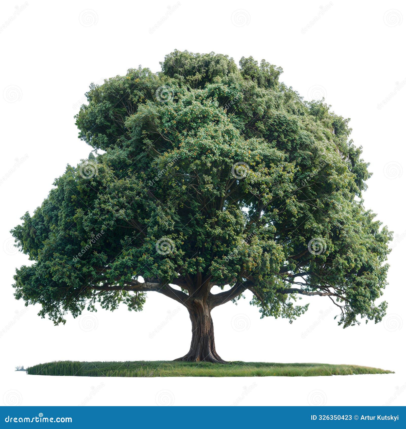 Lush Oak Tree Isolated stock image. Image of plant, serene - 326350423