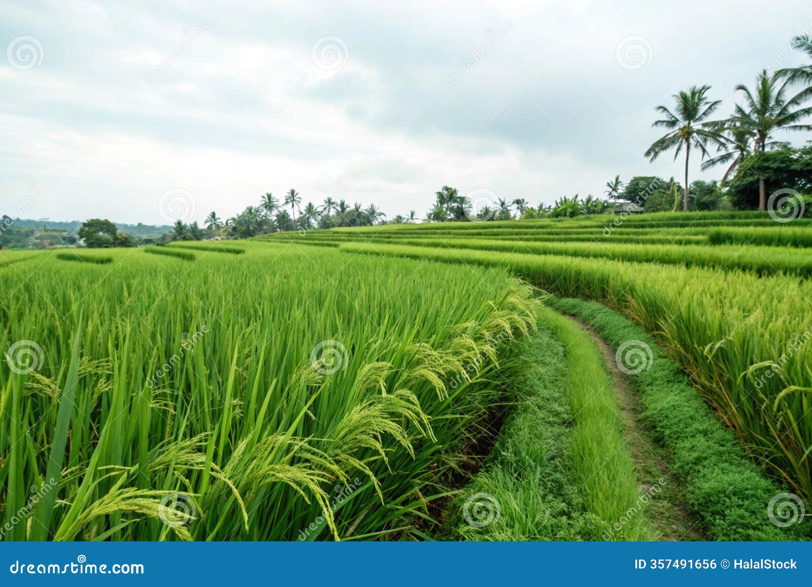 Lush Paddy Field: Green Background Stock Illustration - Illustration of ...