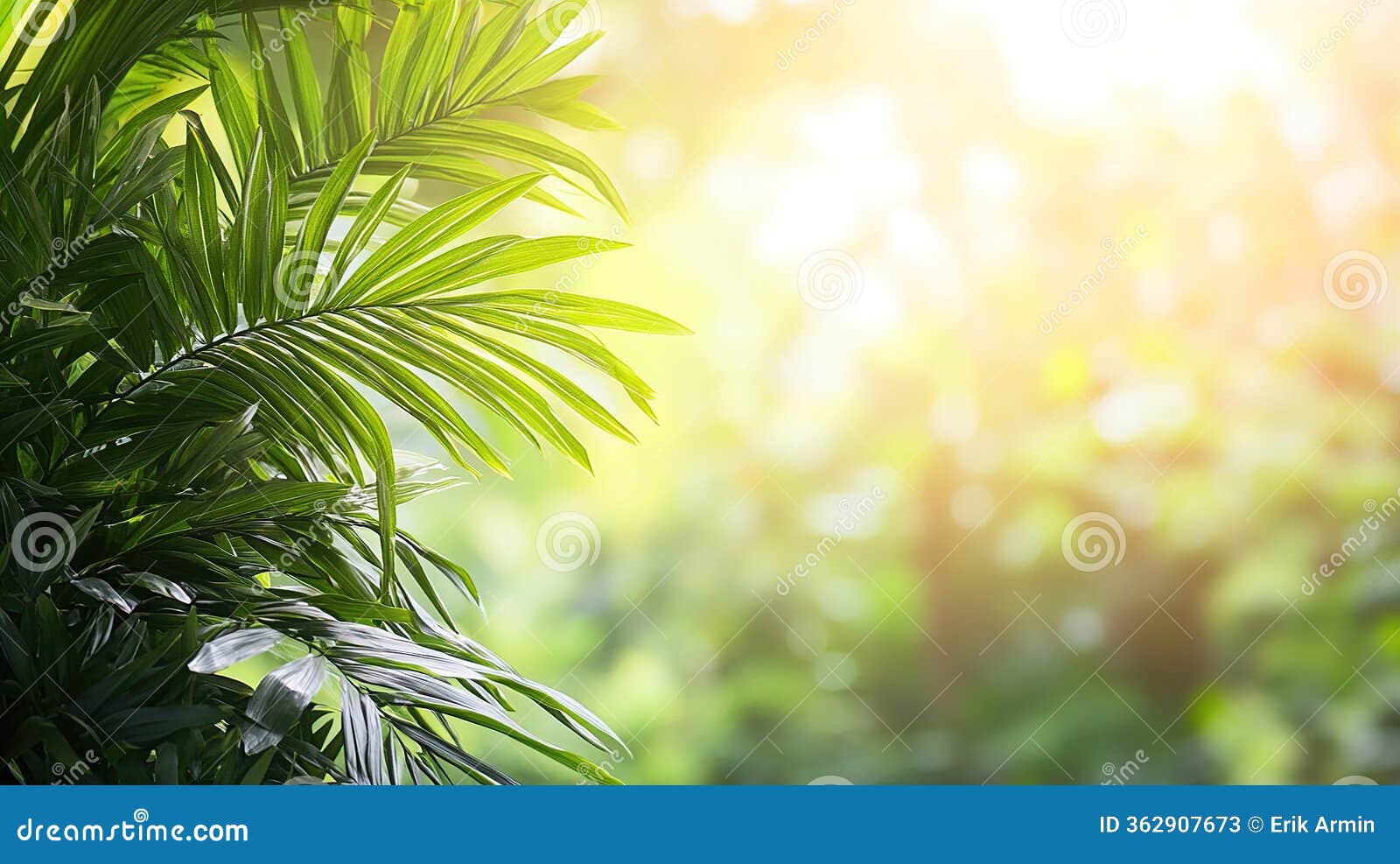 Lush Palm Leaves Sunlight Tropical Forest Background Stock Image ...