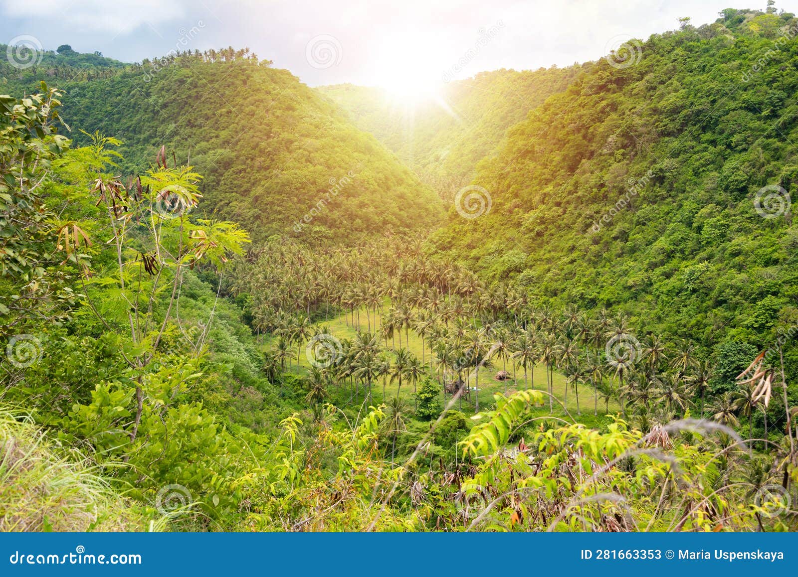 Lush Palm Tree Forest on Bali Island, Indonesia Stock Image - Image of ...