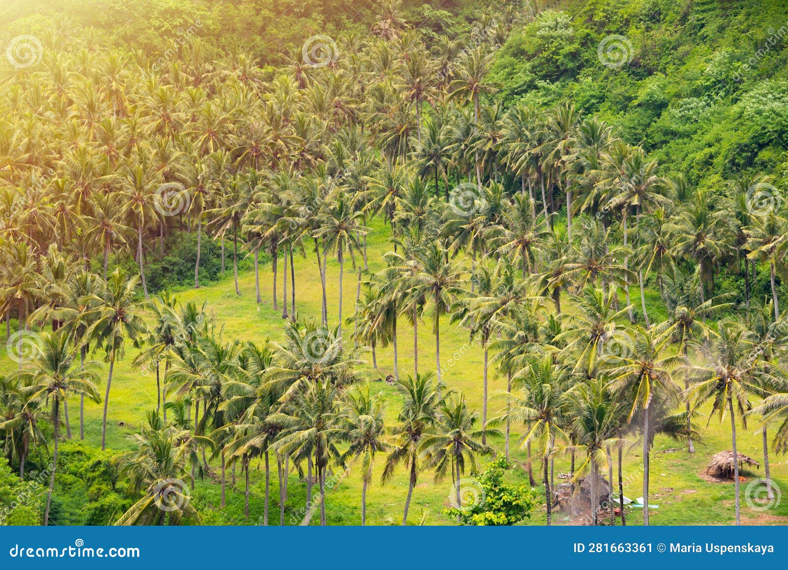Lush Palm Tree Forest on Bali Island, Indonesia Stock Image - Image of ...