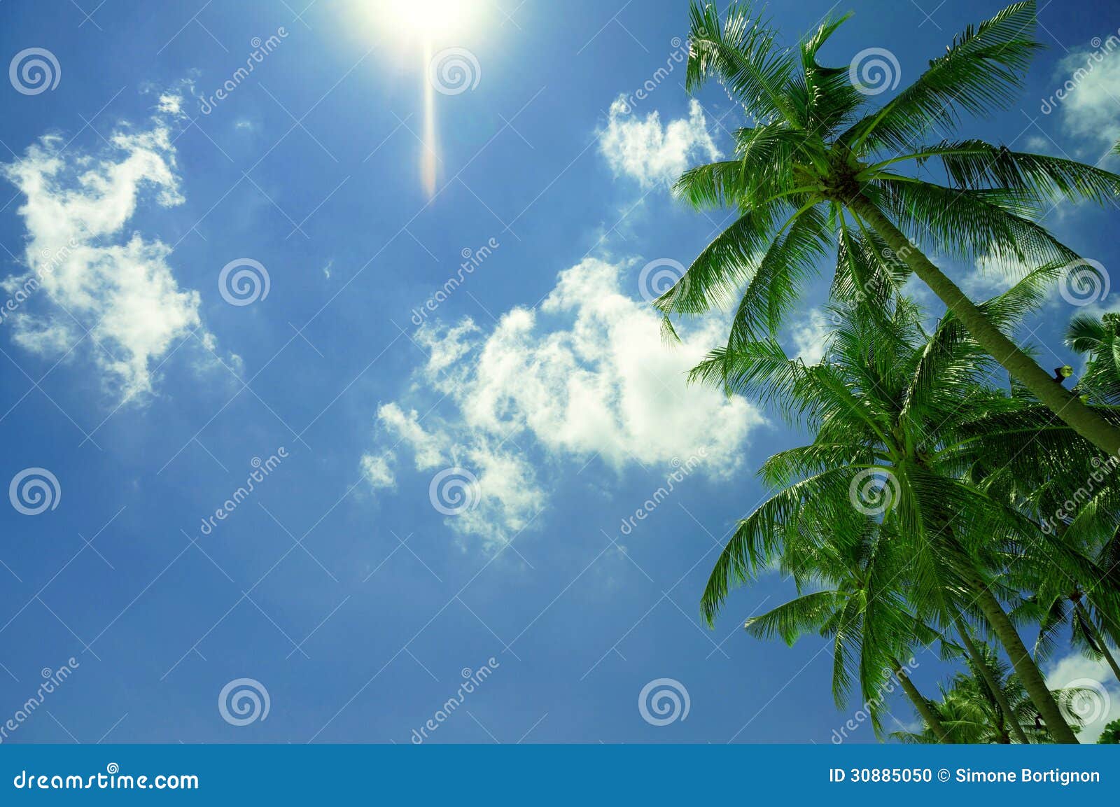 Lush Palm Trees with Blue Sky Background Stock Photo - Image of nature ...
