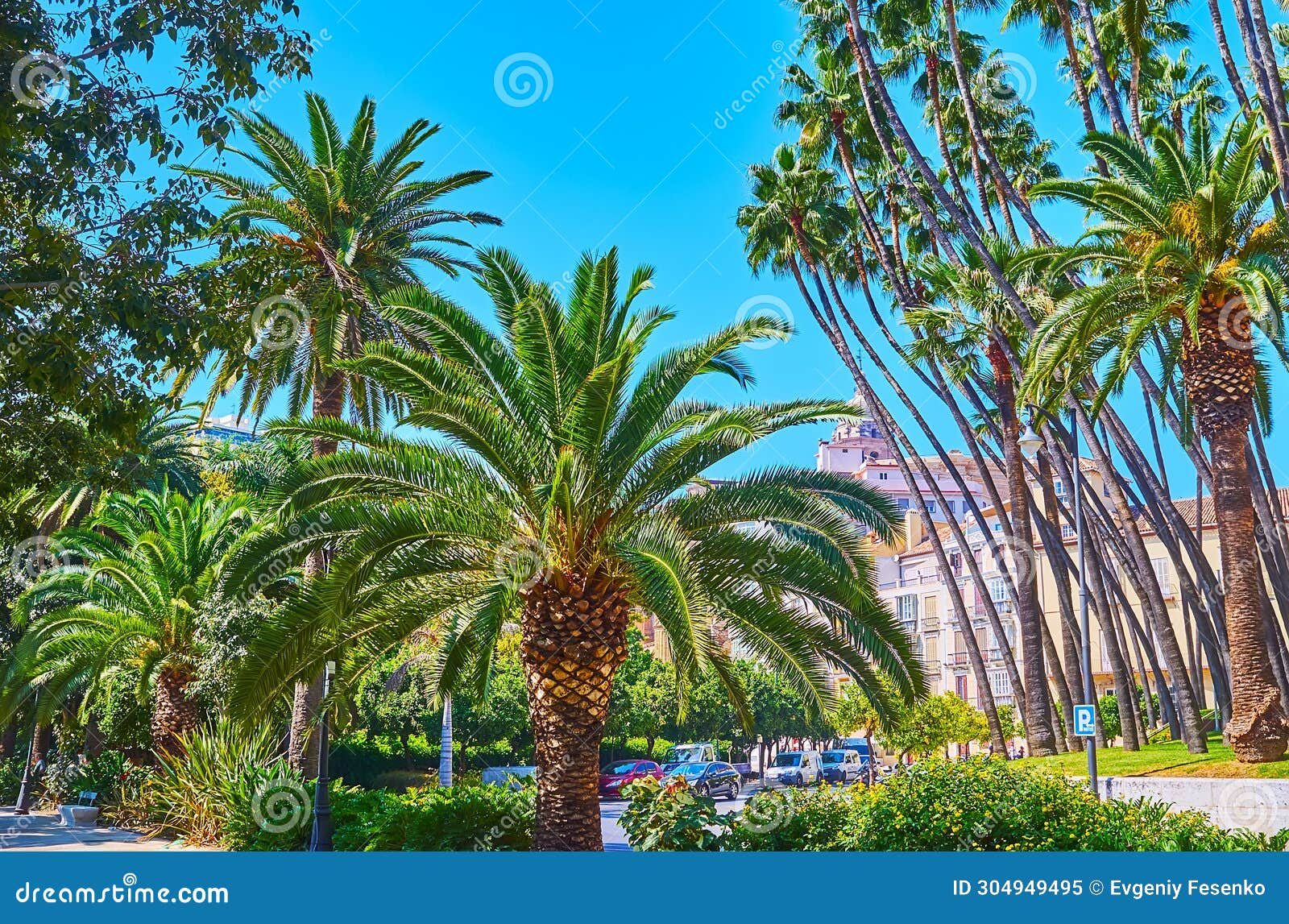 Lush Palms in Malaga Park, Spain Stock Image - Image of garden, palm ...