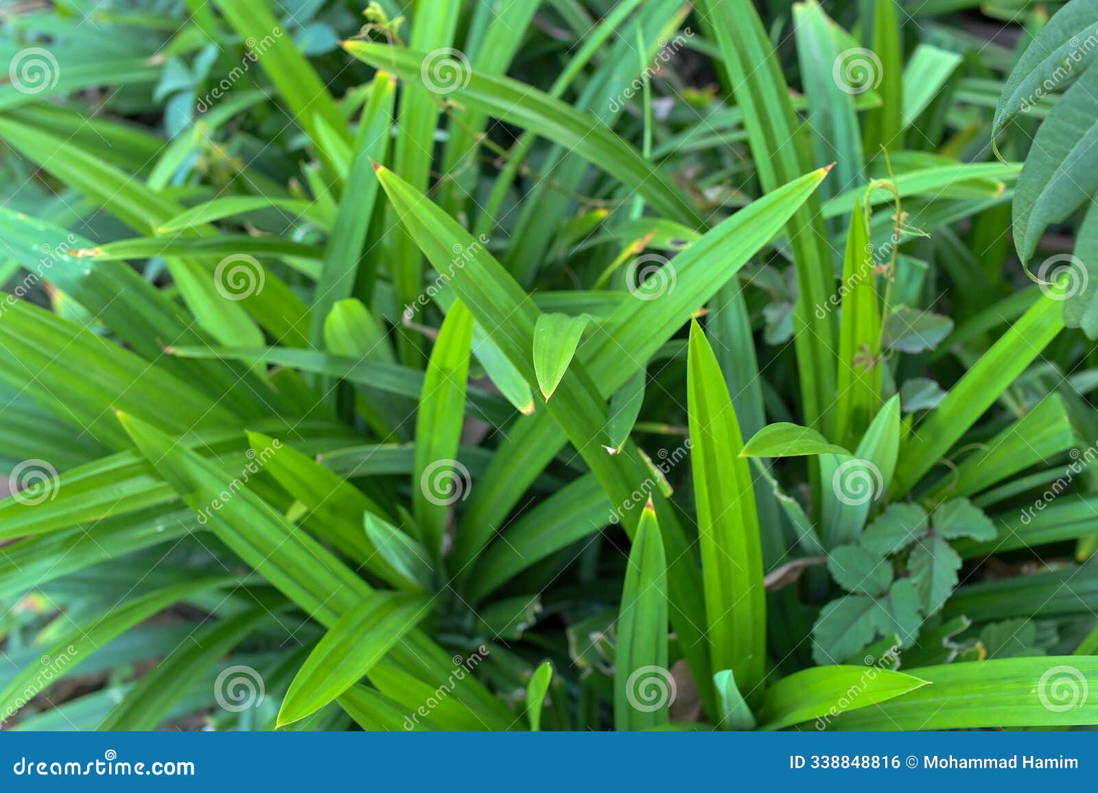 A Lush Patch of Pandan Plants with Long, Narrow Leaves Stock Photo ...