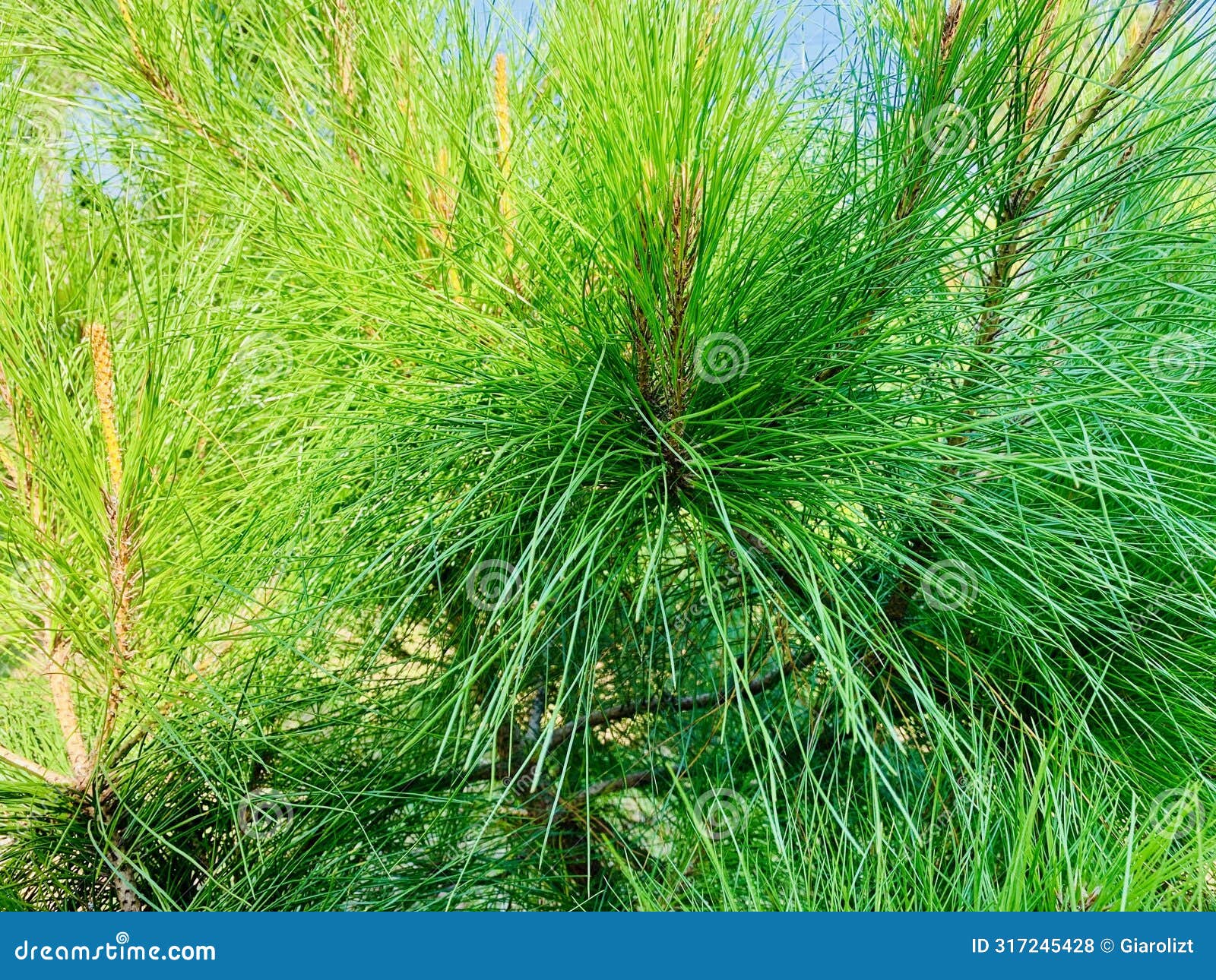 Lush Pine Tree Leaves are Bright Green in the Afternoon Stock Photo ...