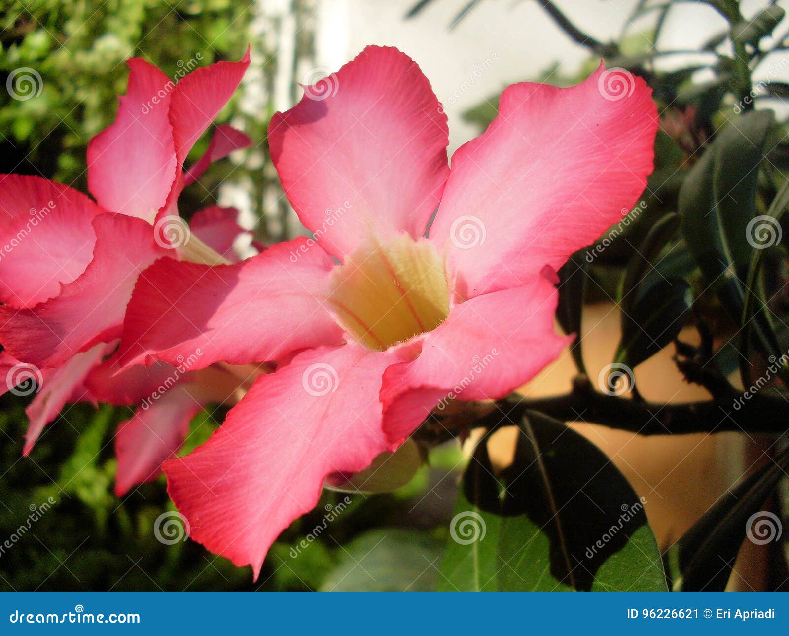 Lush pink flowers stock image. Image of blooming, blurred - 96226621