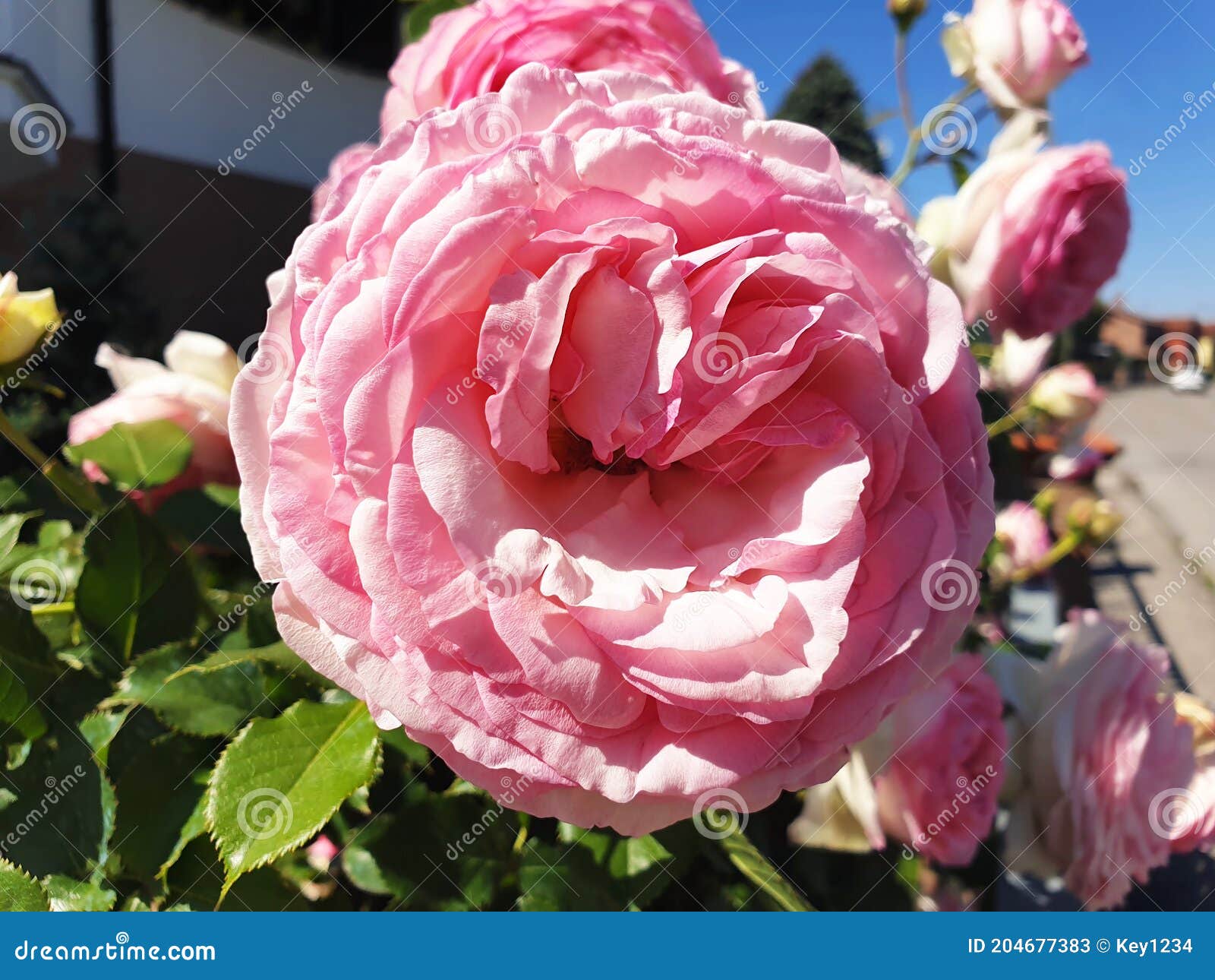 A lush, pink rose flower stock image. Image of covering - 204677383