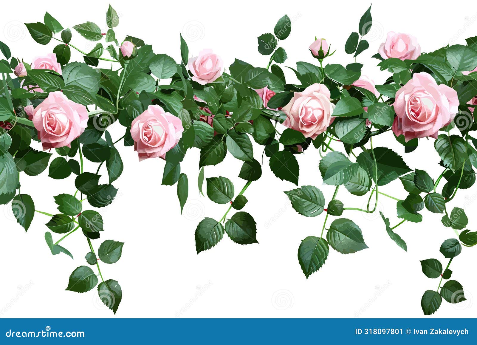 Lush Pink Rose Vine on White Background. Vector Illustration Design ...