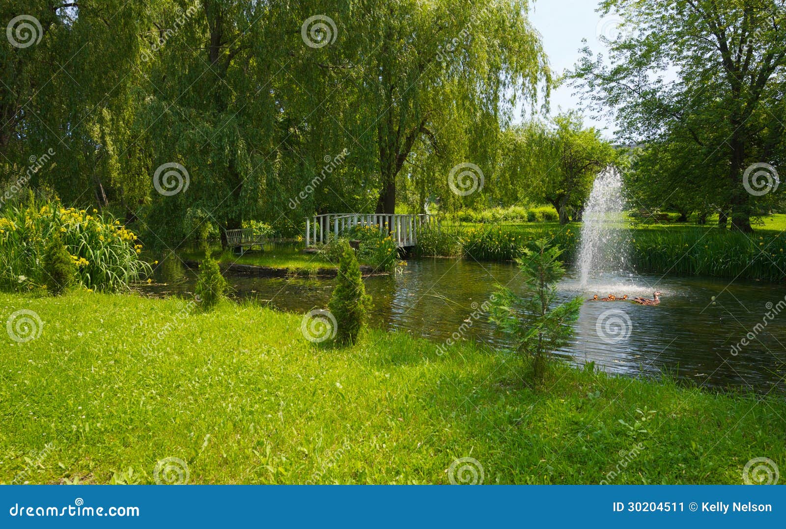 Summer pond. stock image. Image of relaxation, pond, manitoulin - 30204511