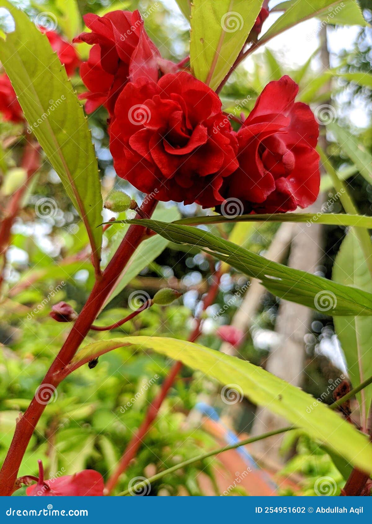 Lush and Prosperous Red Flowers Stock Photo - Image of garden, lush ...