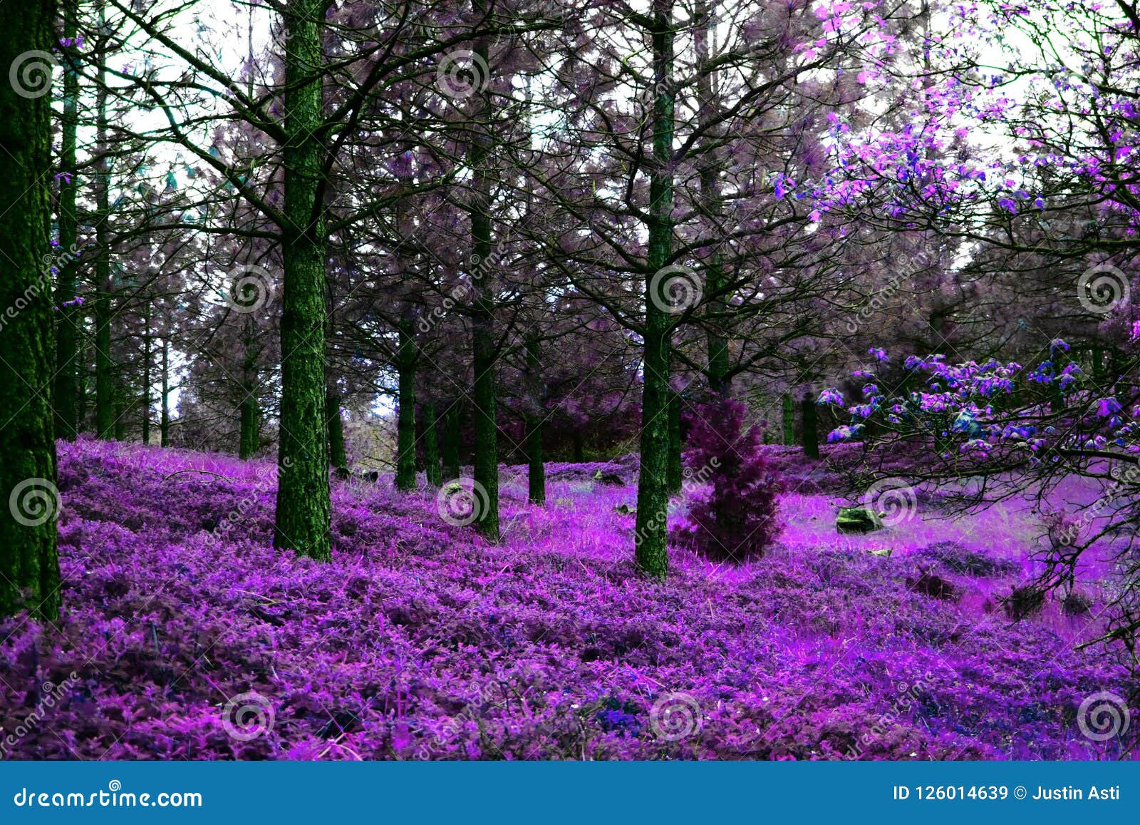 Purple Forest with Pine Trees Stock Image - Image of purple, forest ...
