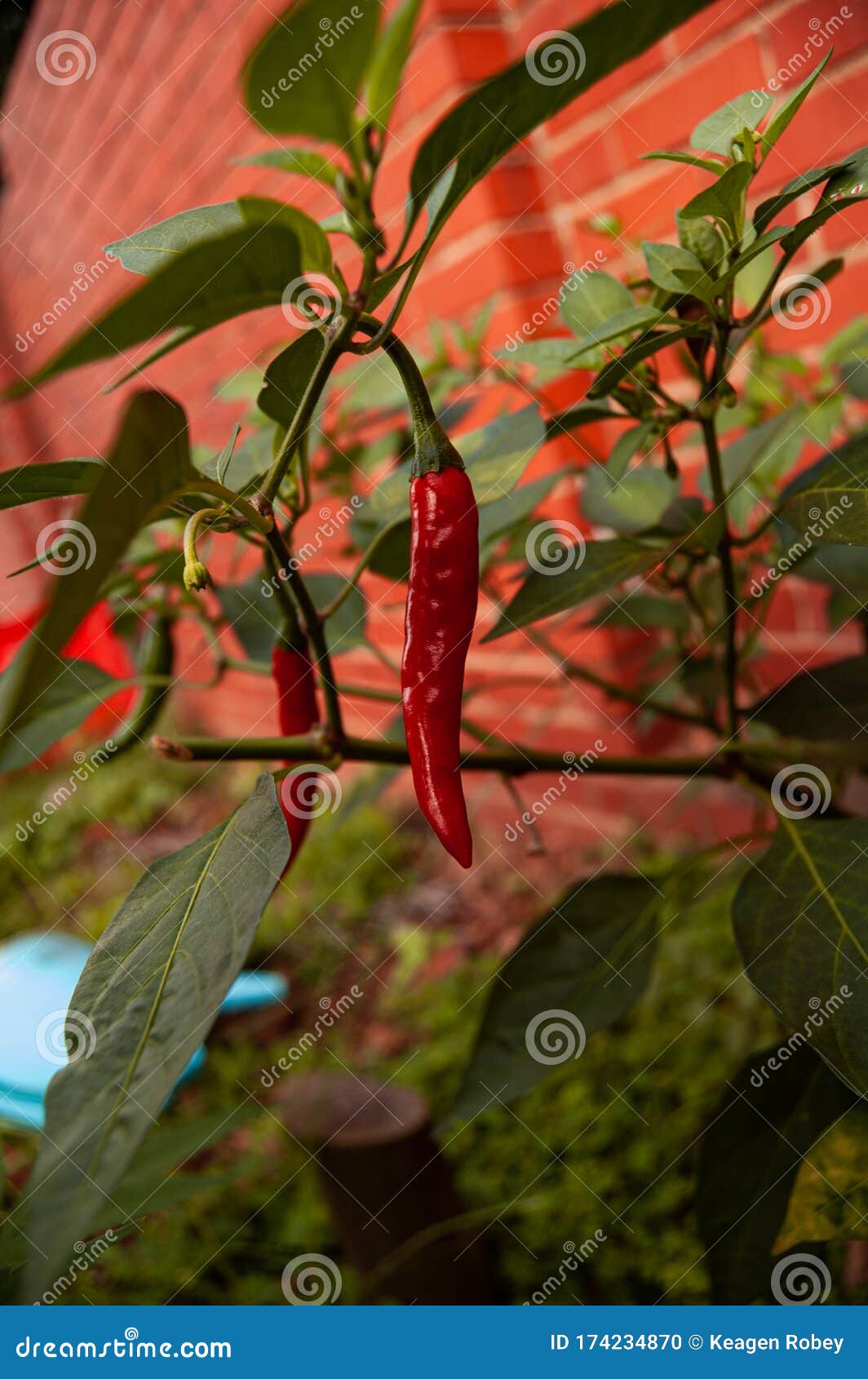 Lush red chillis stock photo. Image of chillis, plant - 174234870