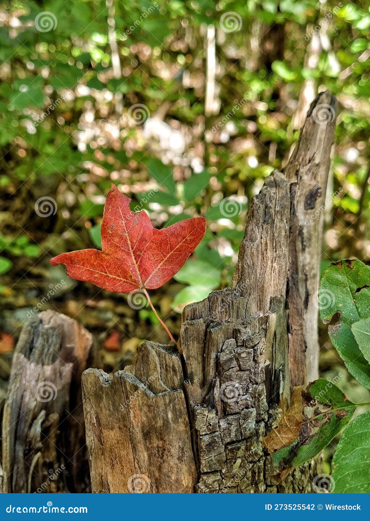 Lush Red Leaf Atop a Tree Stump in a Lush, Verdant Forest Setting Stock ...