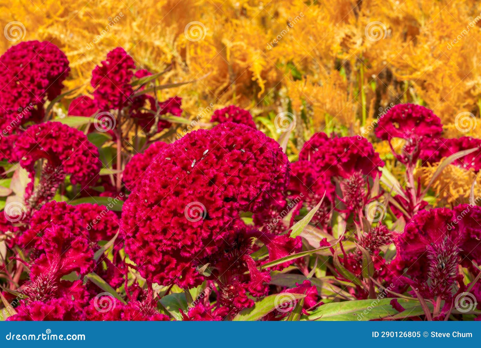 Lush Red and Yellow Celosia Close-up Stock Image - Image of purple ...