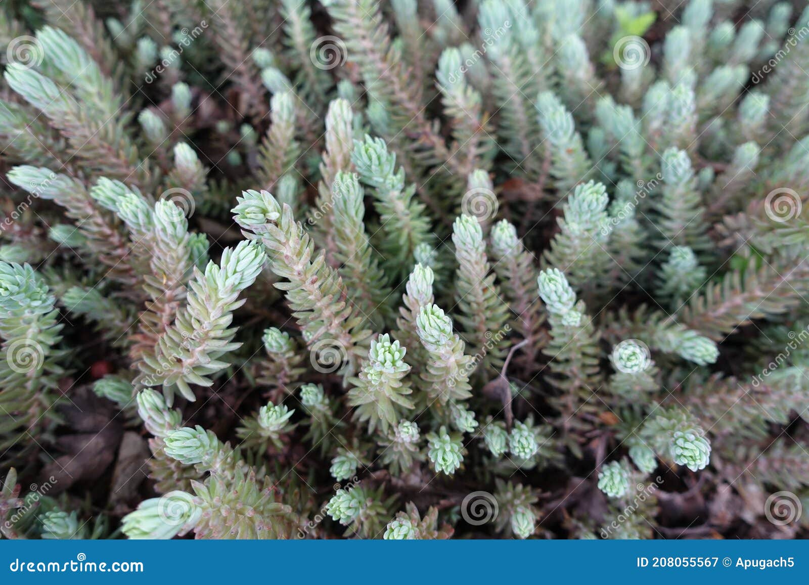 Lush Reddish Blue Foliage of Rock Stonecrop Stock Image - Image of ...