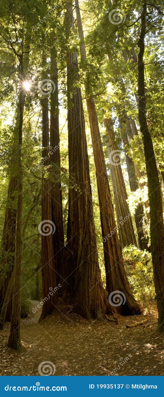 Lush Redwood Forest, California Stock Image - Image of alone, calm ...