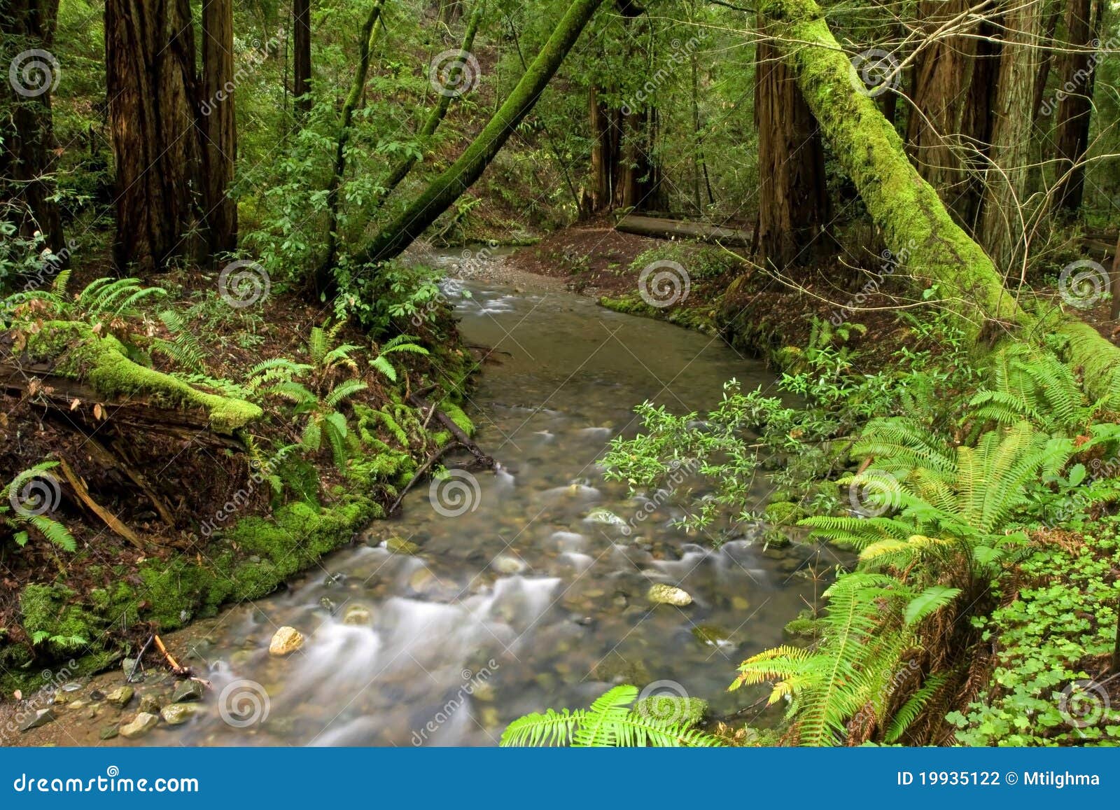Lush Redwood Forest and Stream, California Stock Photo - Image of ...