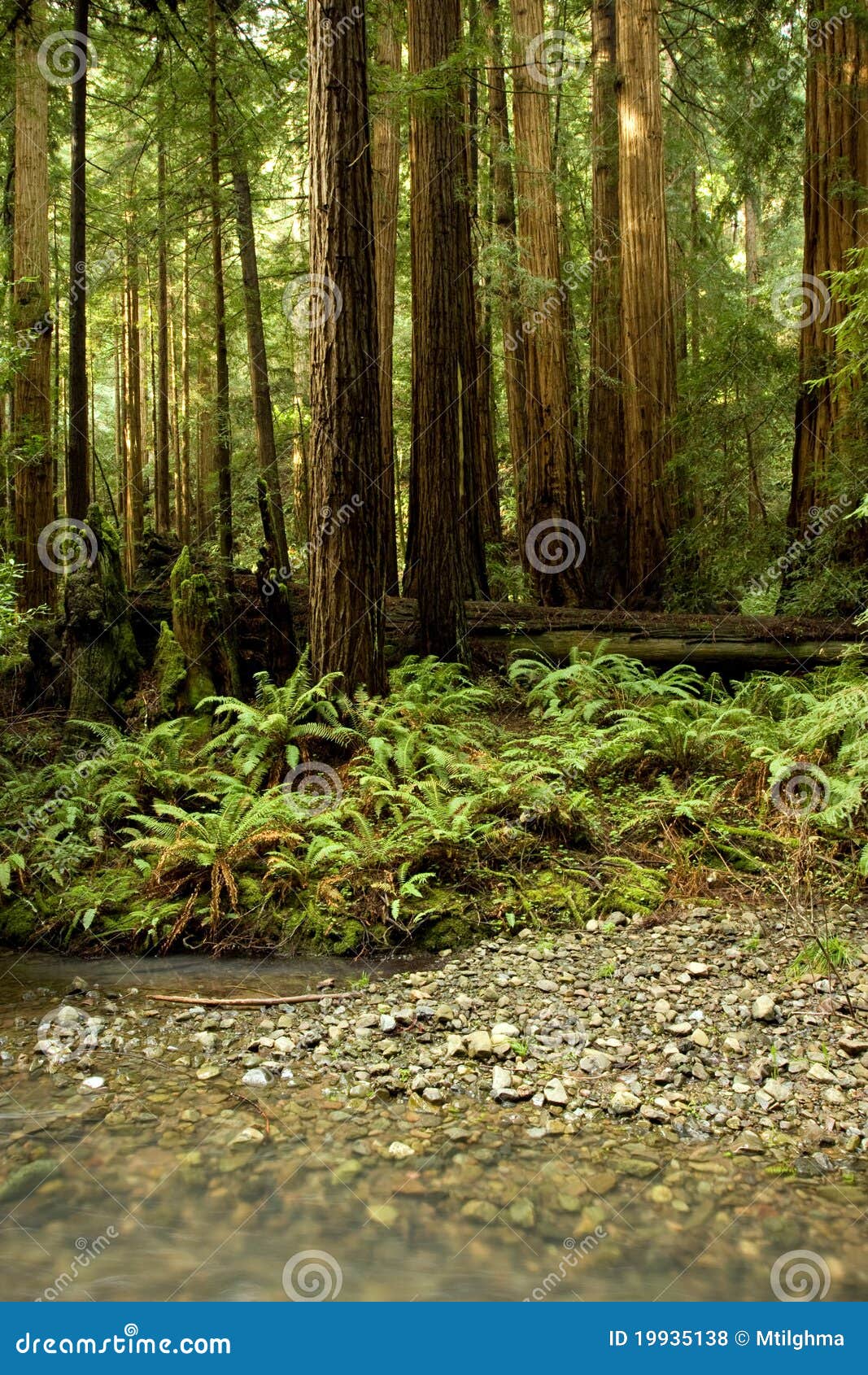 Lush Redwood Forest and Stream, California Stock Photo - Image of ...